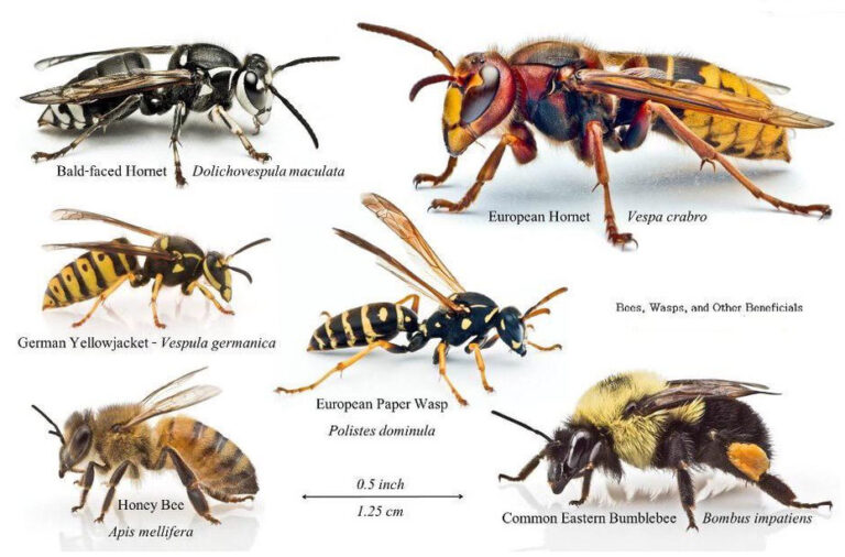 Identify – Are They Bees? - Ontario Bee Rescue